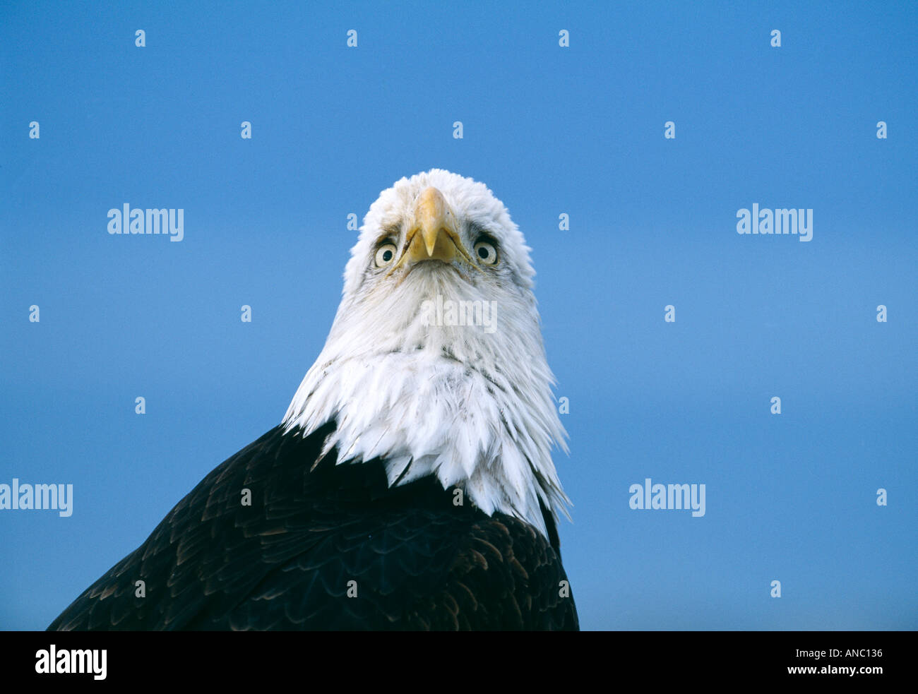 Bald Eagle Head Close Up Beak High Resolution Stock Photography and ...