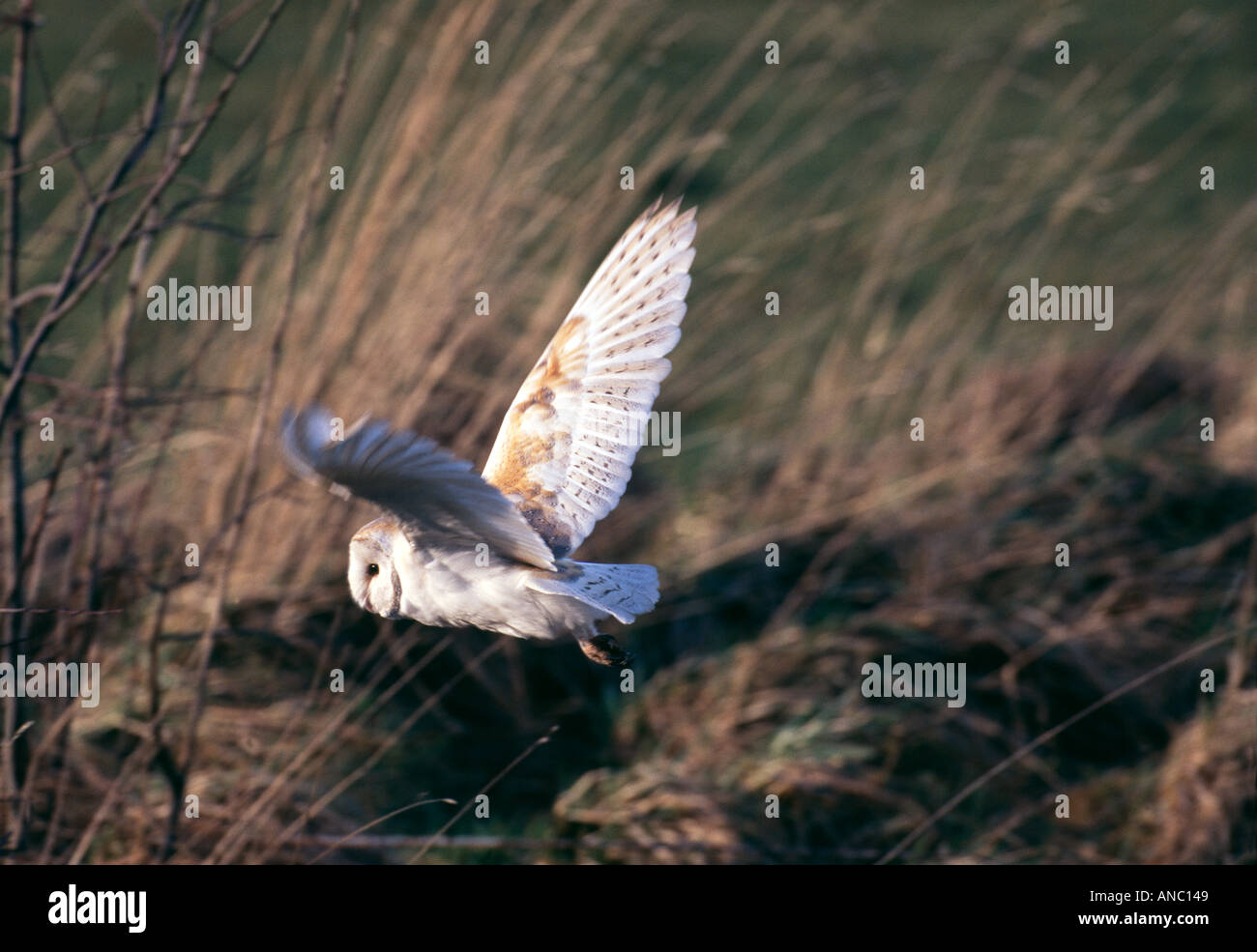 Barn Owl Tyto alba hunting over rough grassland at Caerlaverock ...