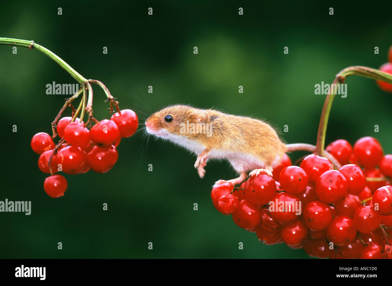 Harvest Mouse on Guelder Rose Kent October Stock Photo - Alamy