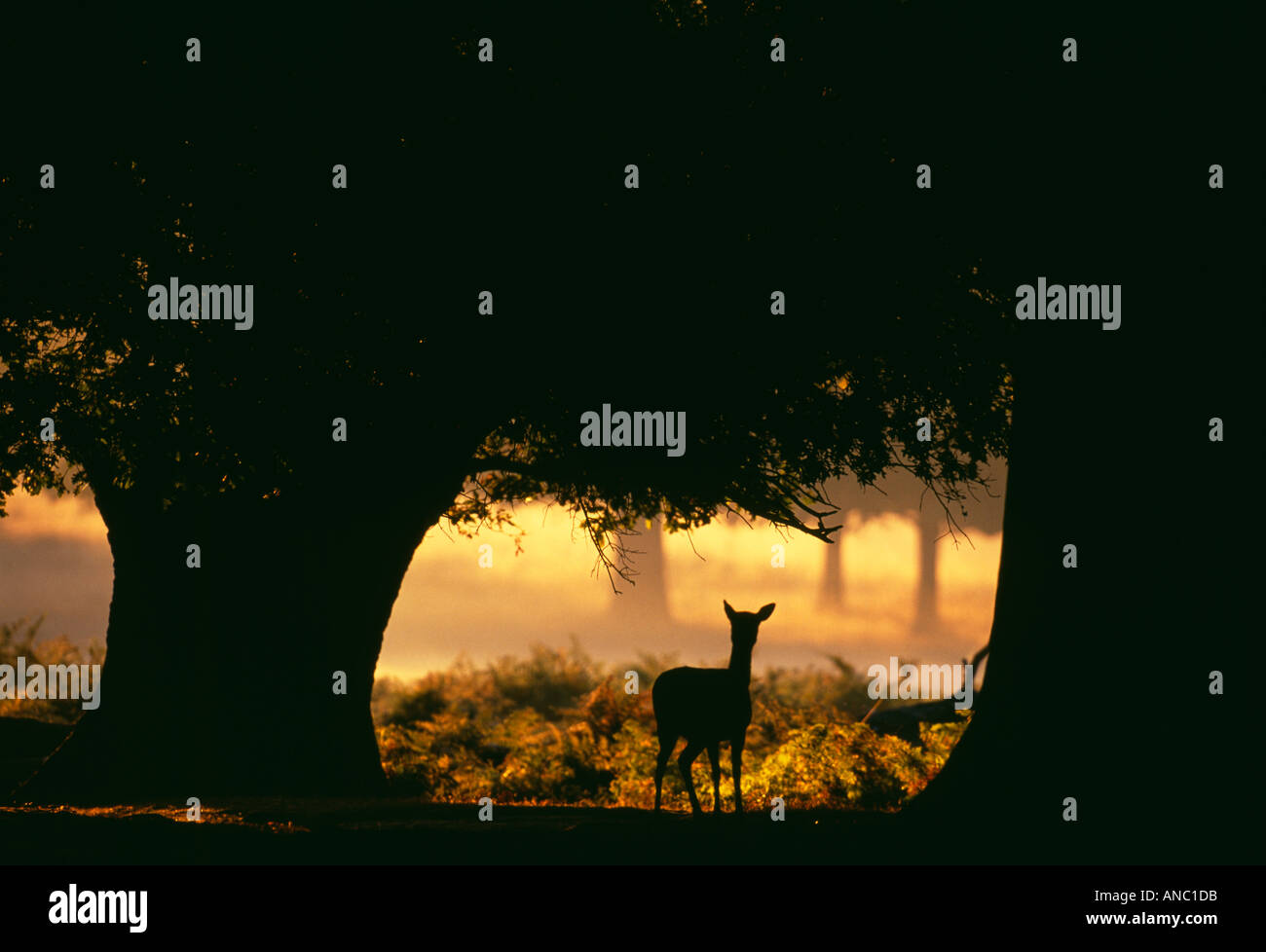 Deer Forest High Resolution Stock Photography and Images - Alamy