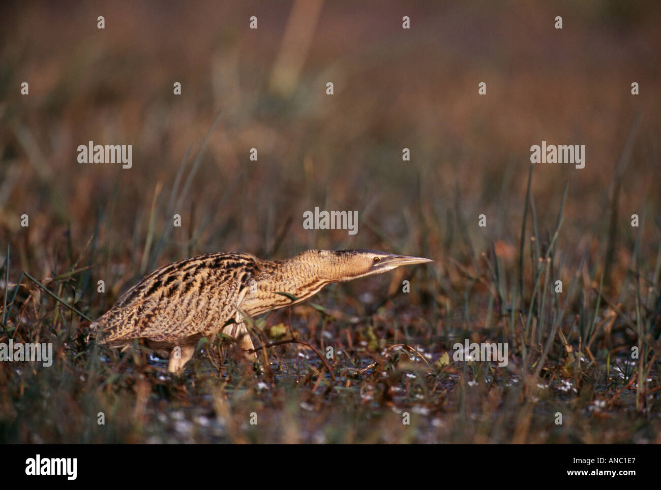 Bittern and uk hi-res stock photography and images - Alamy