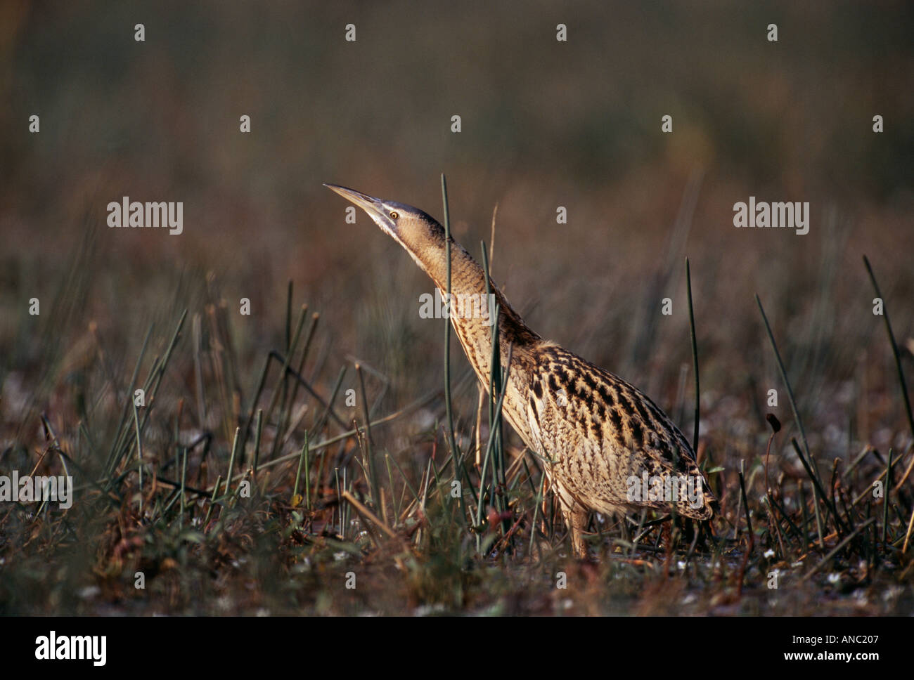 Bittern and herons hi-res stock photography and images - Alamy
