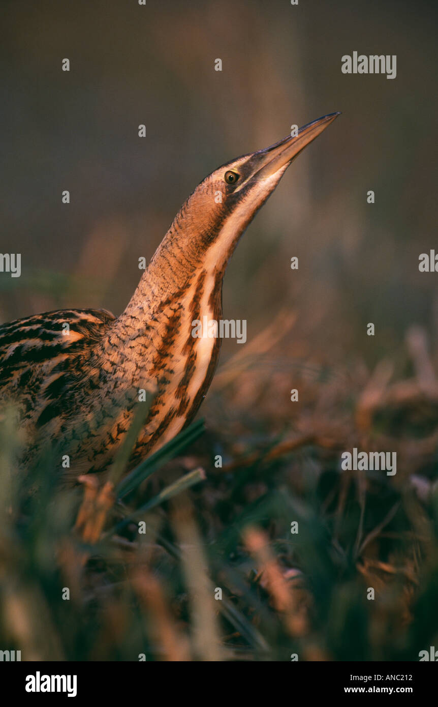 Eurasian bittern uk hi-res stock photography and images - Alamy