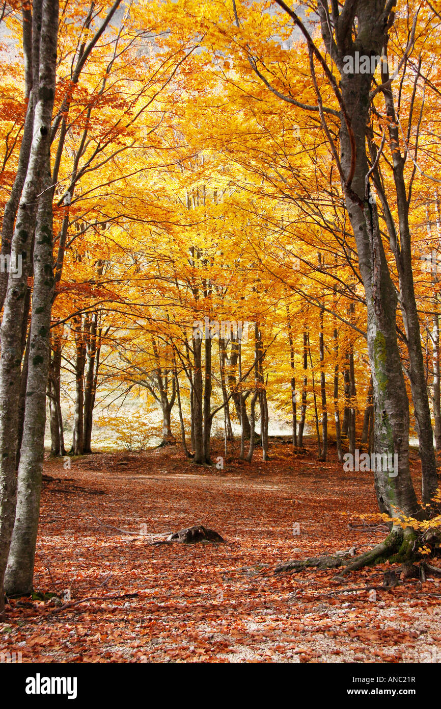 Autumn / Fall foliage colors in the landscape of the Sibillini National ...