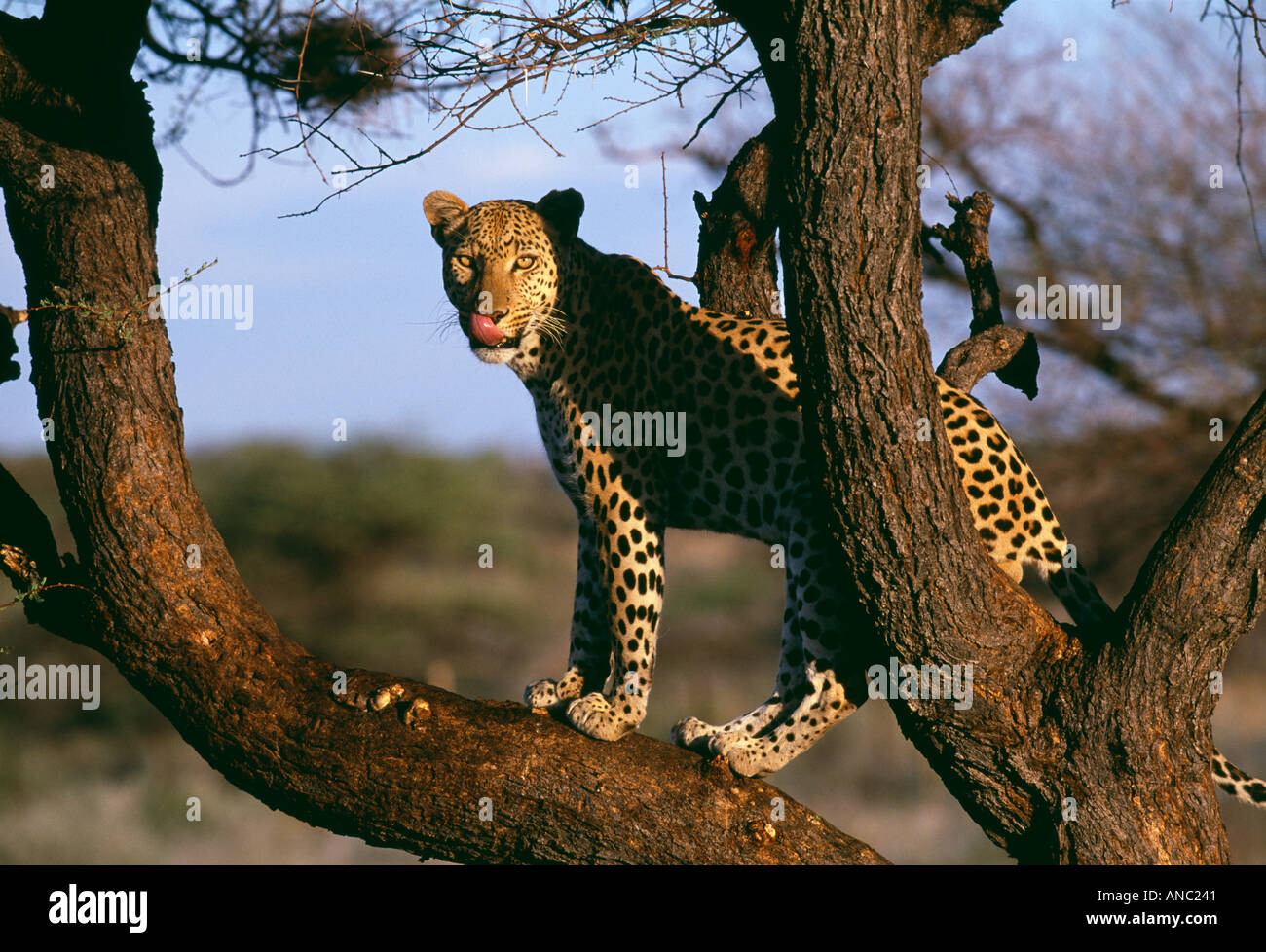 Leopard Panthera pardus up a tree South Africa Stock Photo - Alamy