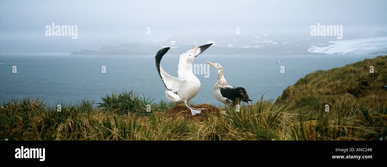 Largest wandering albatross wingspan hi-res stock photography and ...
