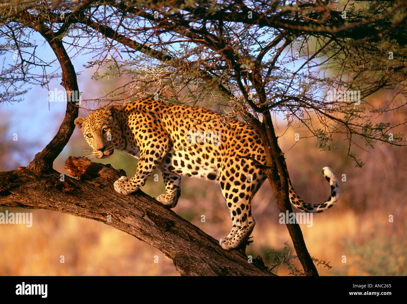 Leopard Panthera pardus up a tree South Africa Stock Photo - Alamy