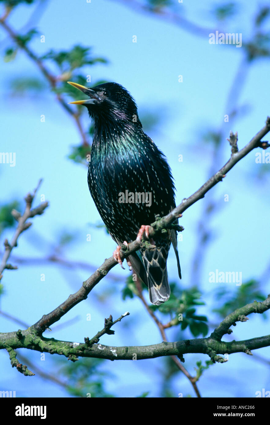 Starling Sturnus vulgaris adult in song London spring Stock Photo - Alamy