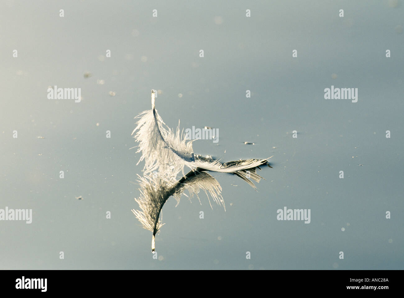 Drifting feather hi-res stock photography and images - Alamy