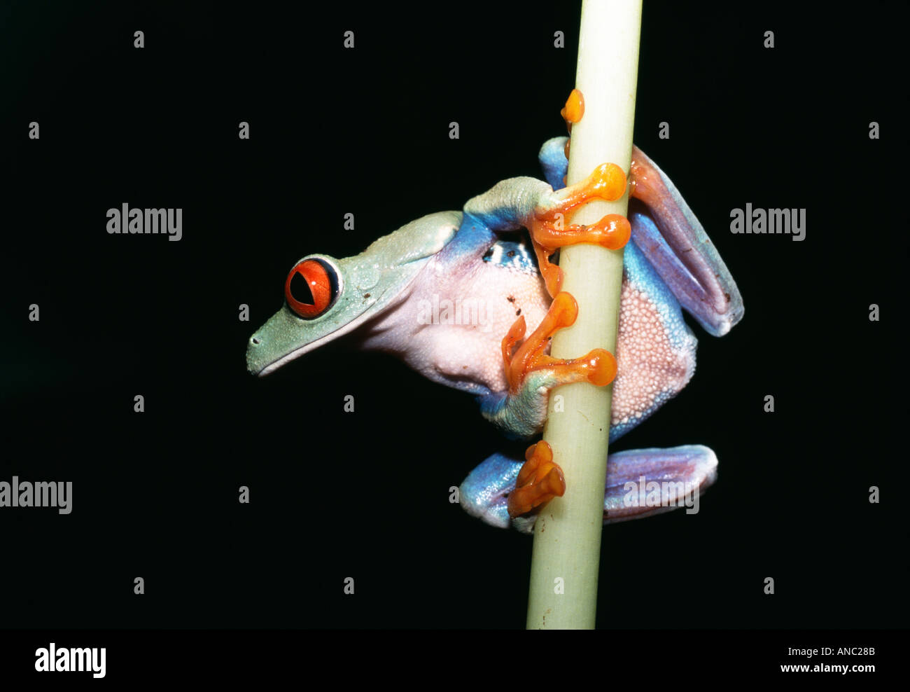 Black eyed tree frogs hi-res stock photography and images - Alamy