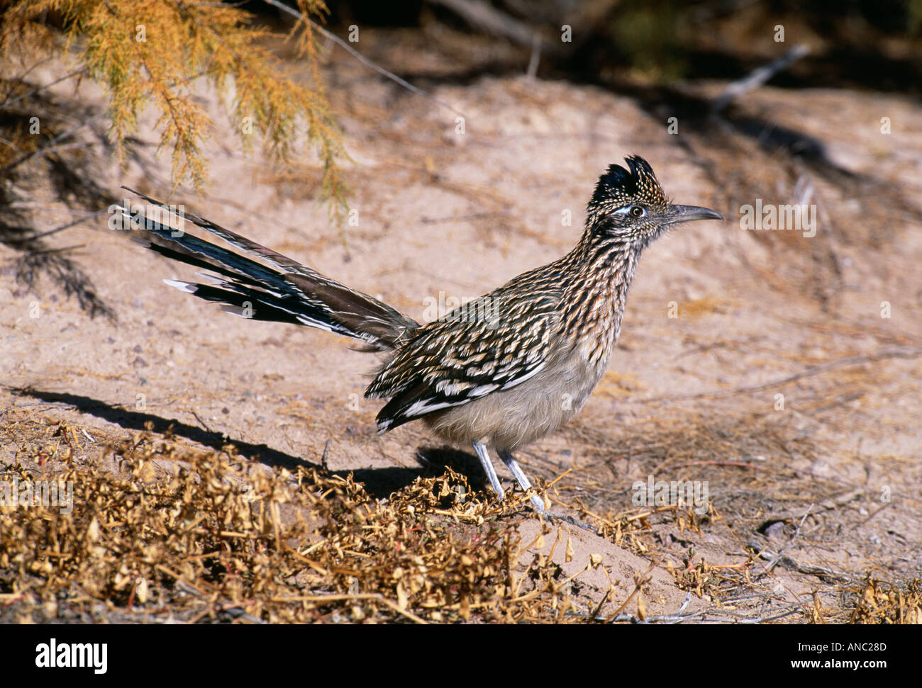 Road runner cartoon hi-res stock photography and images - Alamy