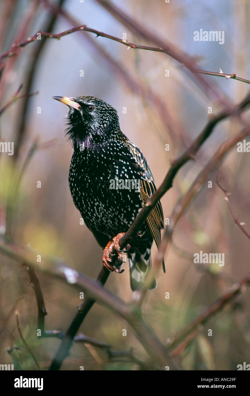 London starling hi-res stock photography and images - Alamy