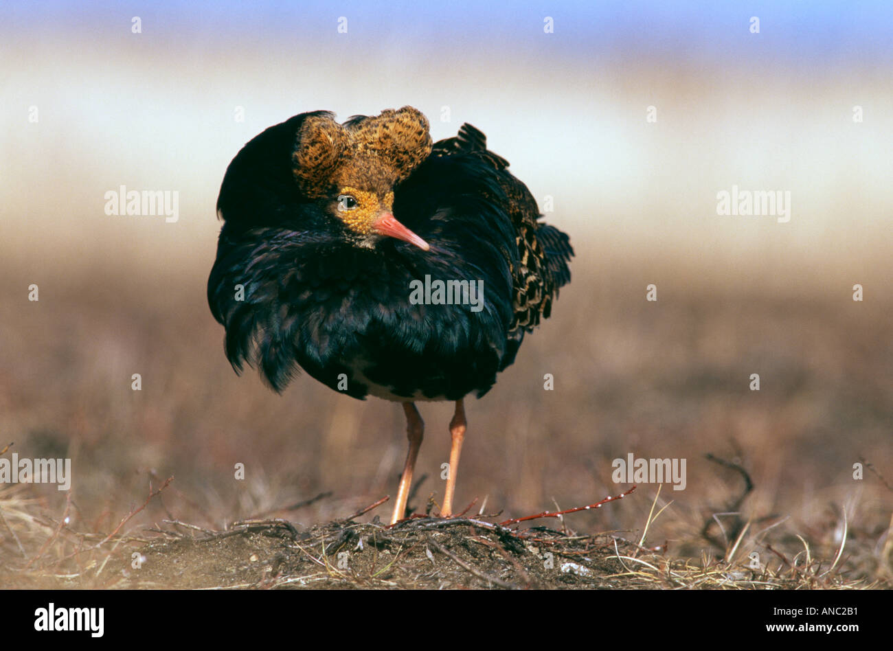 Ruff male bird hi-res stock photography and images - Alamy