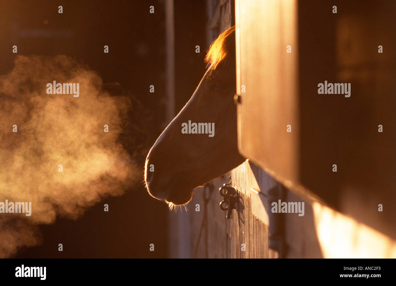 Trainer stables stable hi-res stock photography and images - Alamy