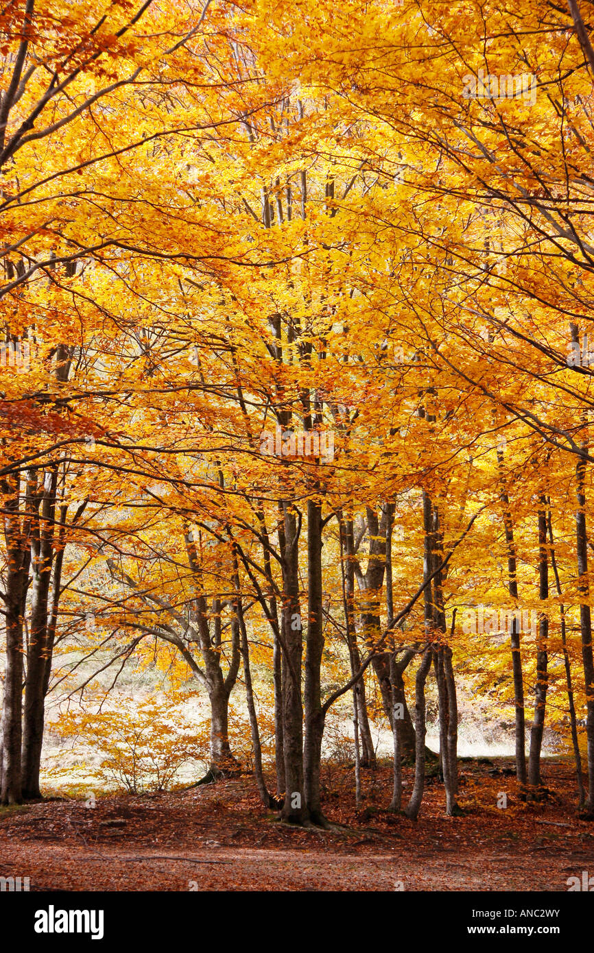 Autumn / Fall foliage colors in the landscape of the Sibillini National ...