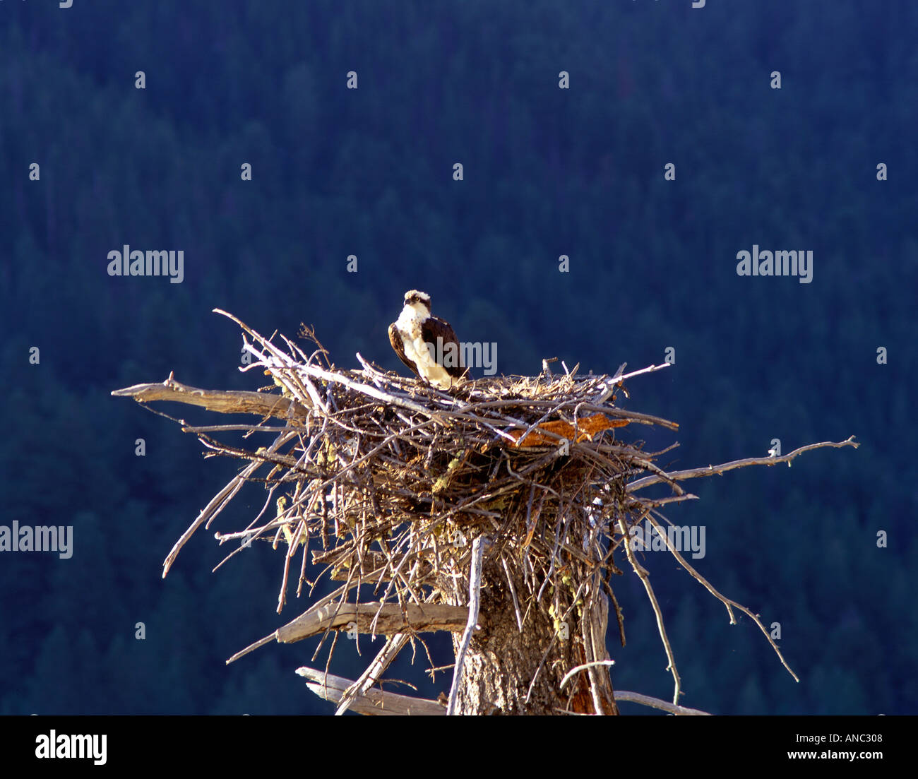 Nests in dead trees hi-res stock photography and images - Alamy