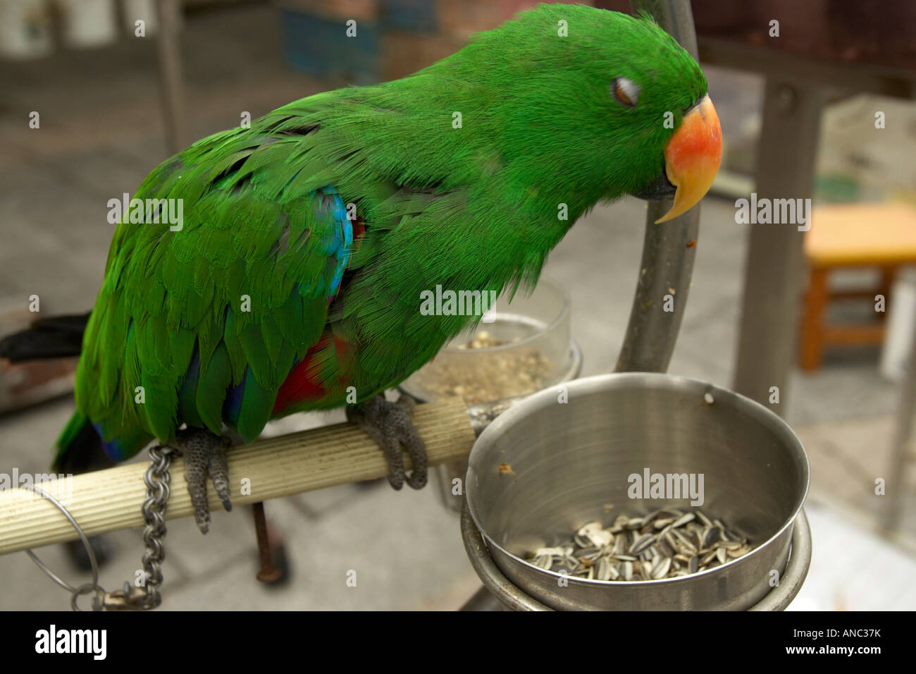 Colourful Parrot Feeding, The Bird Market, Hong Kong Stock Photo - Alamy