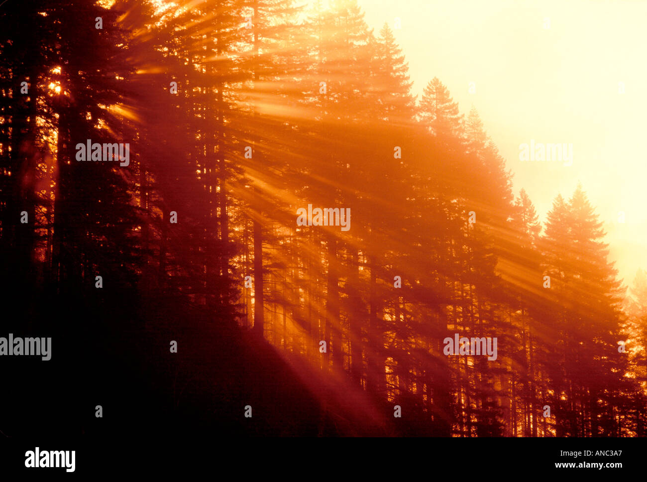 Fog and sun hi-res stock photography and images - Alamy