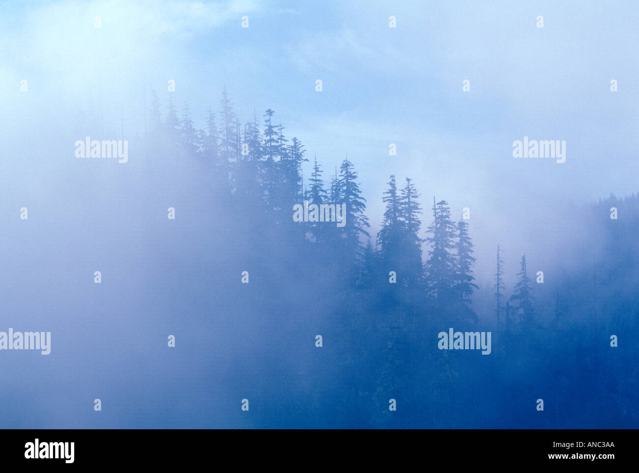 M00089 tif Douglas fir tree forest in morning fog Coast Range Oregon ...