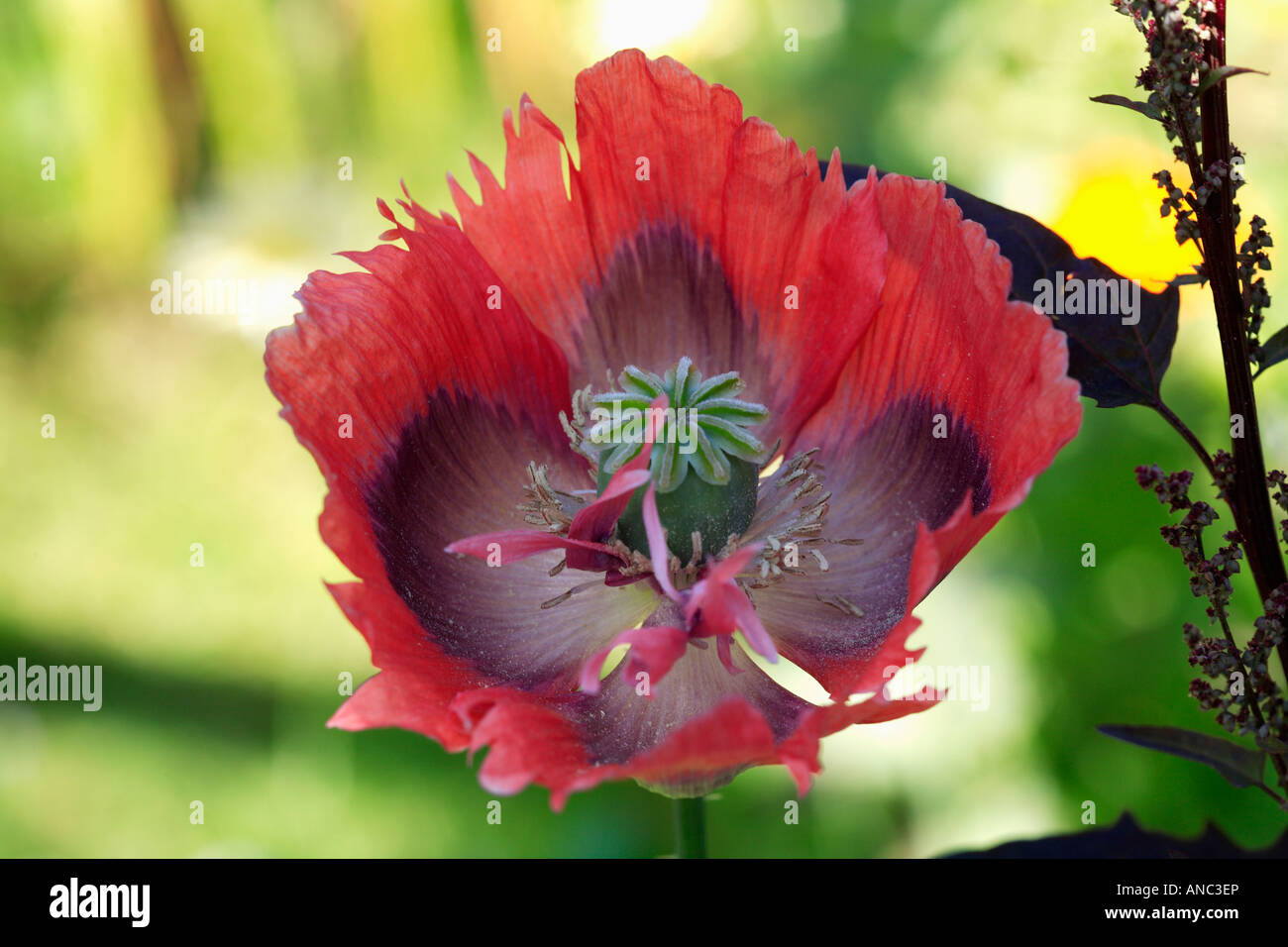 Plants papaver hi-res stock photography and images - Alamy