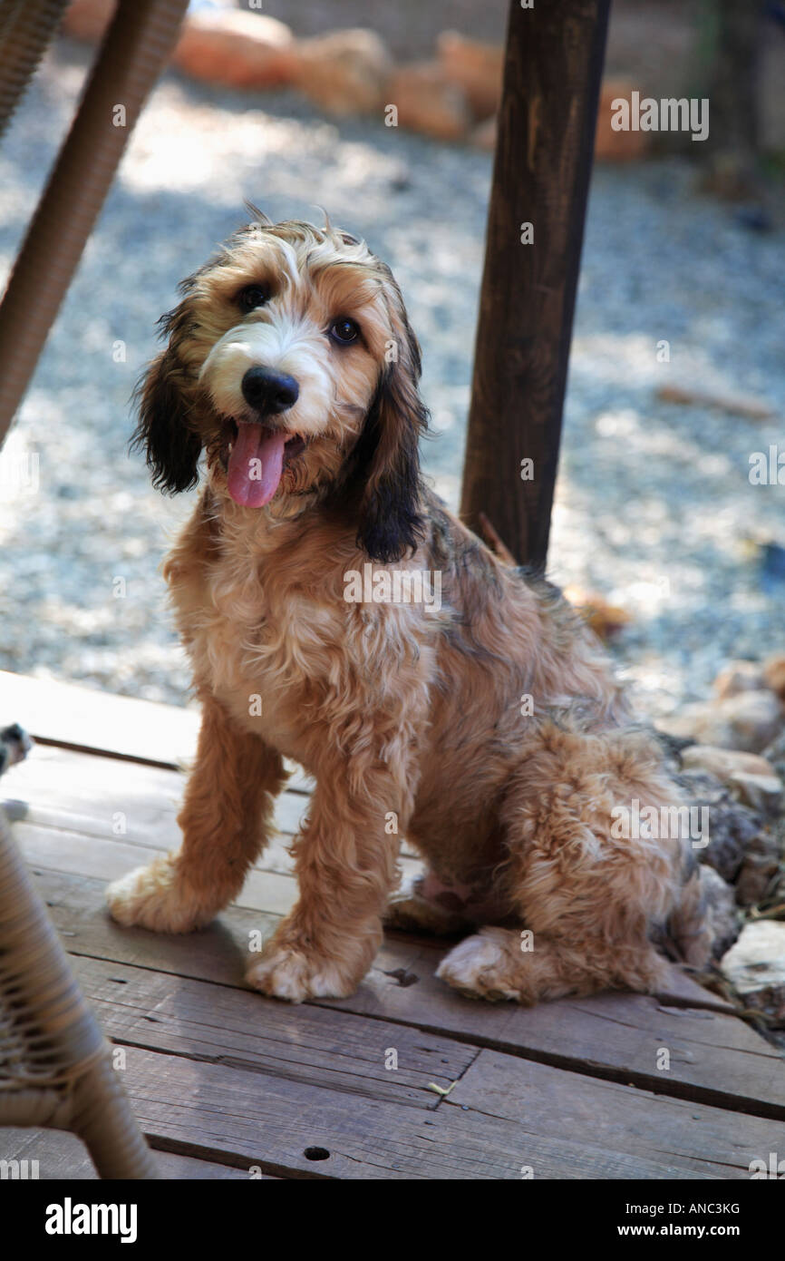 Dog sitting on decking hi-res stock photography and images - Alamy