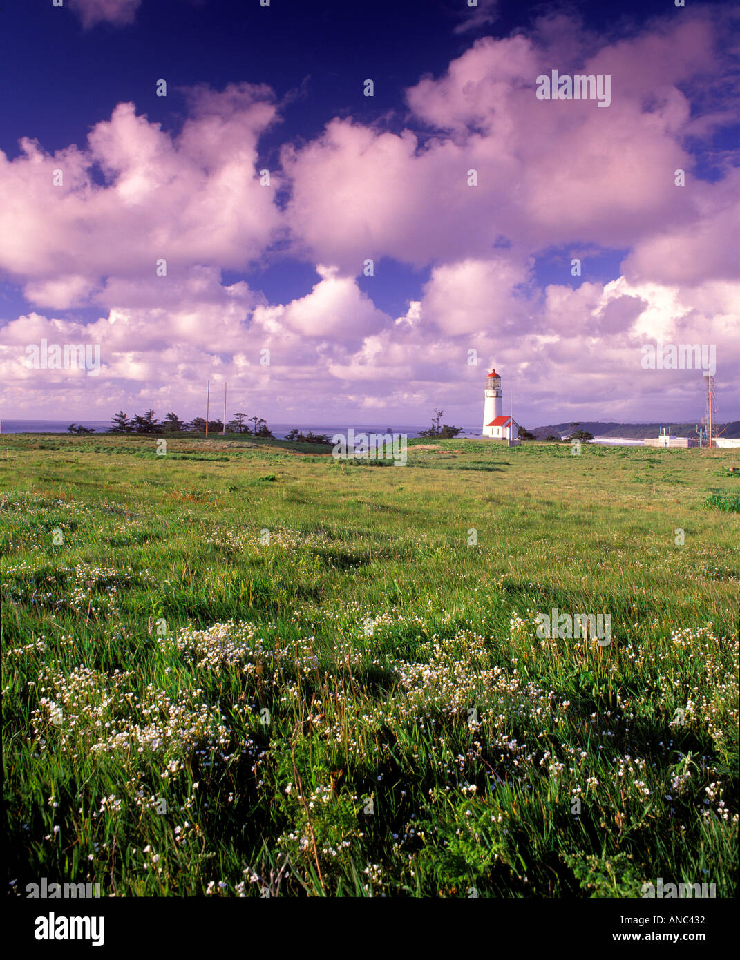 S00059M tiff Cape Blanco Lighthouse with white wildflowers and clouds ...