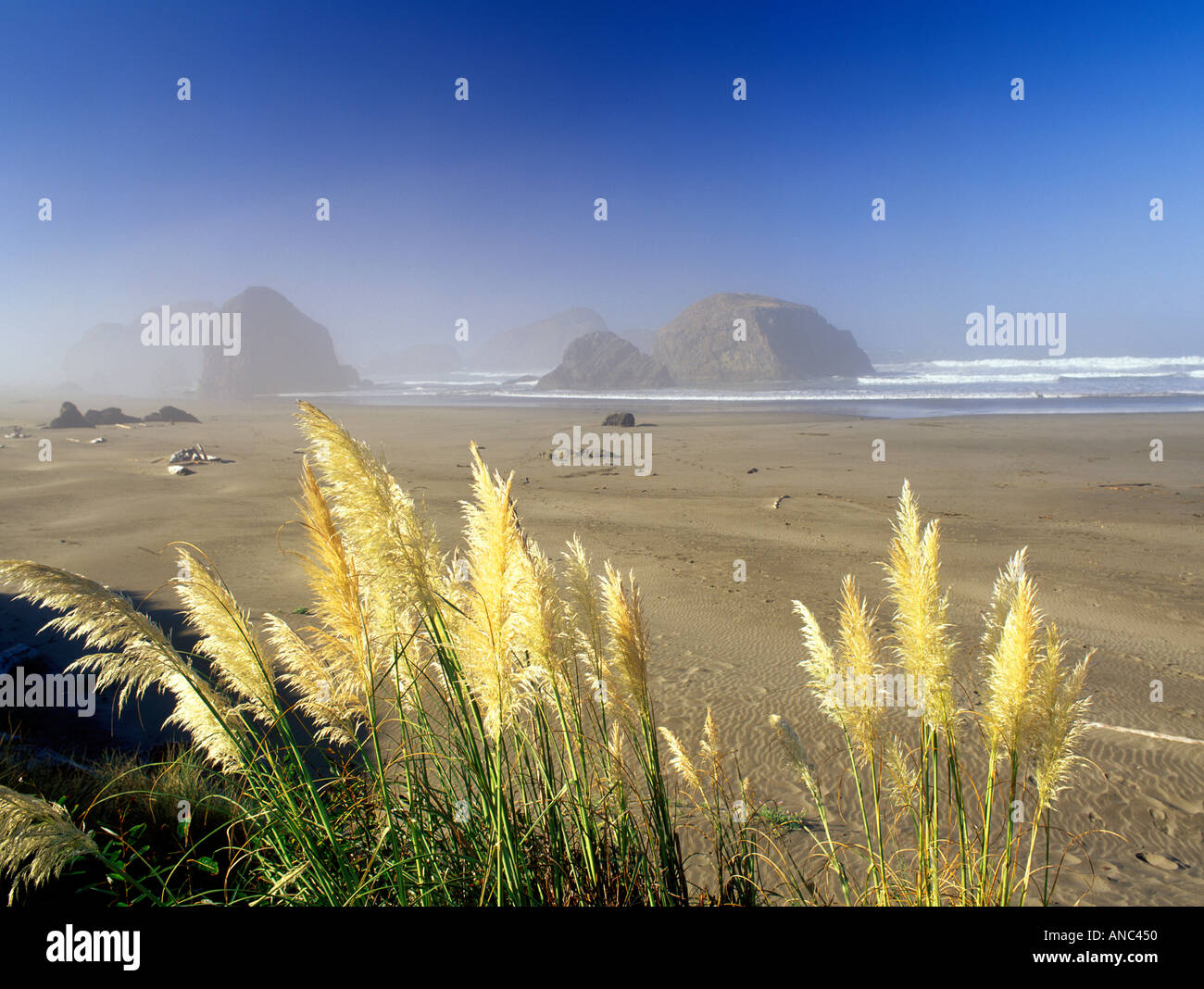 Cape sabastian state park hi-res stock photography and images - Alamy