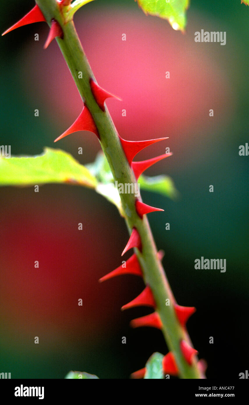 Roses have thorns hi-res stock photography and images - Alamy