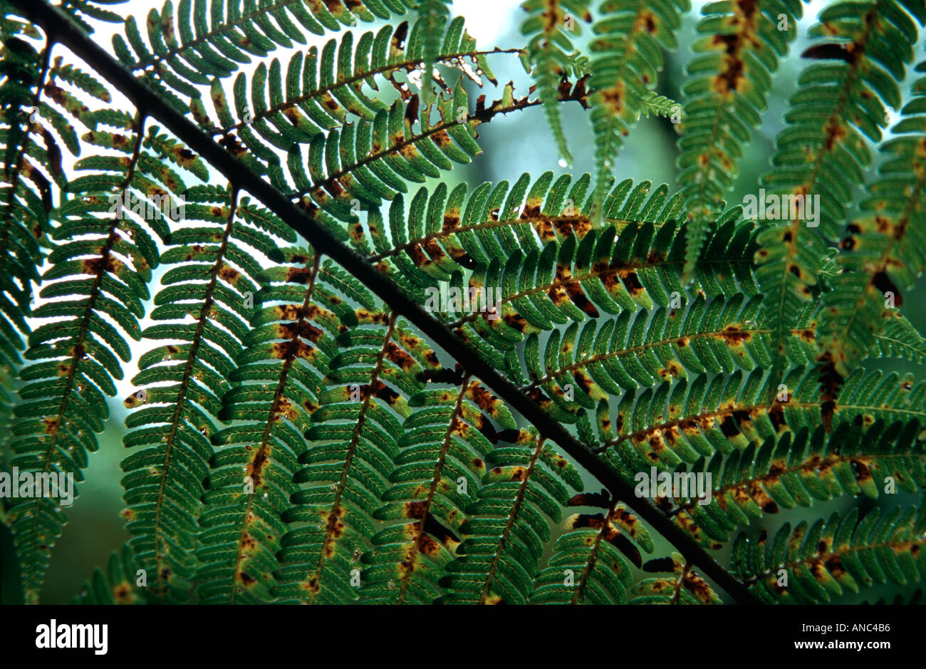 tree fern branch Cyathea medullaris showing disease underneath New ...