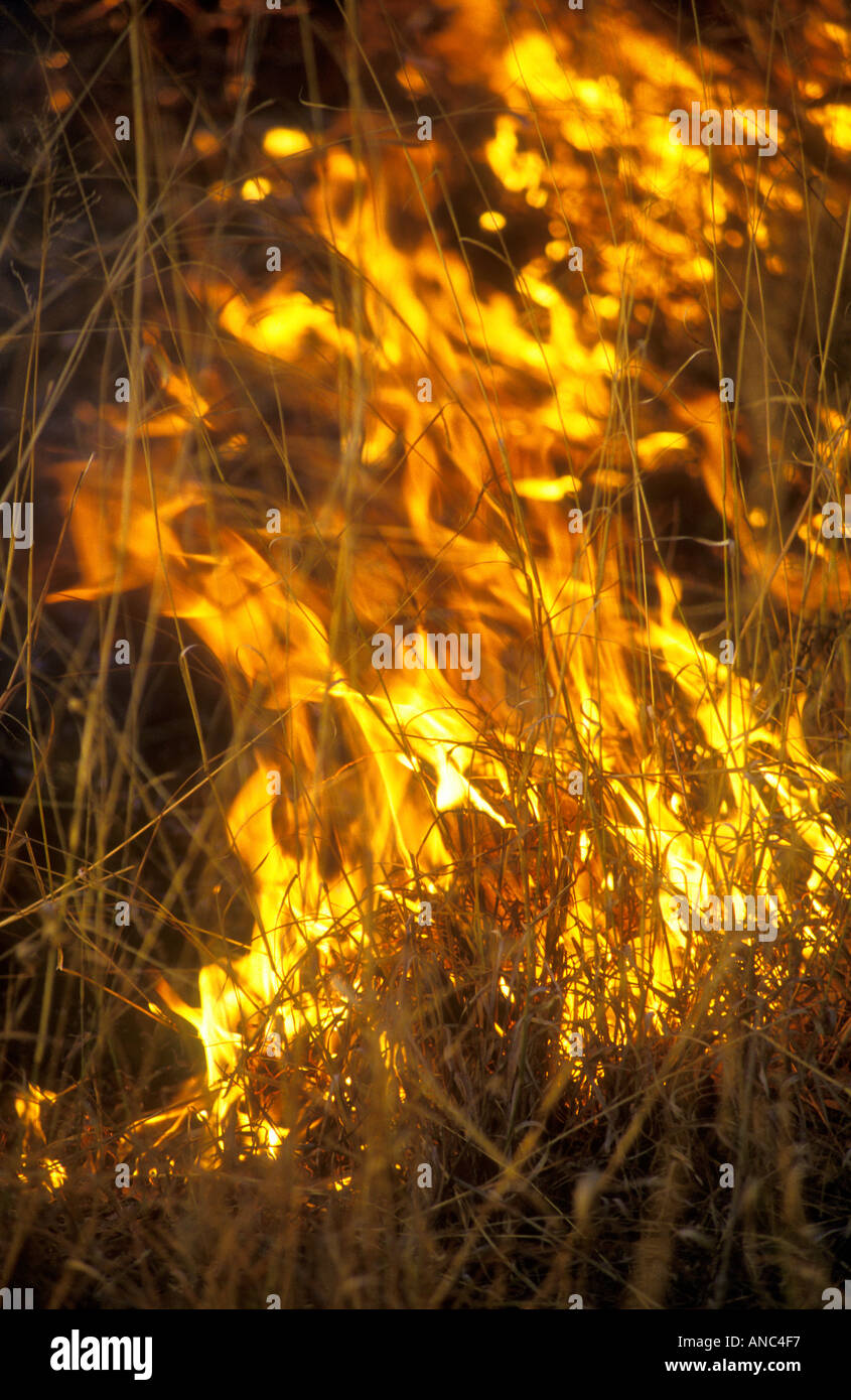 Burning brush fire Zimbabwe Africa Stock Photo - Alamy