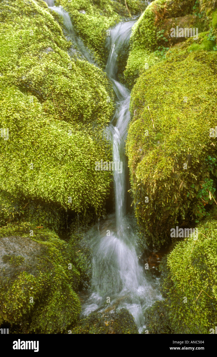Stream rocks moss water hi-res stock photography and images - Alamy
