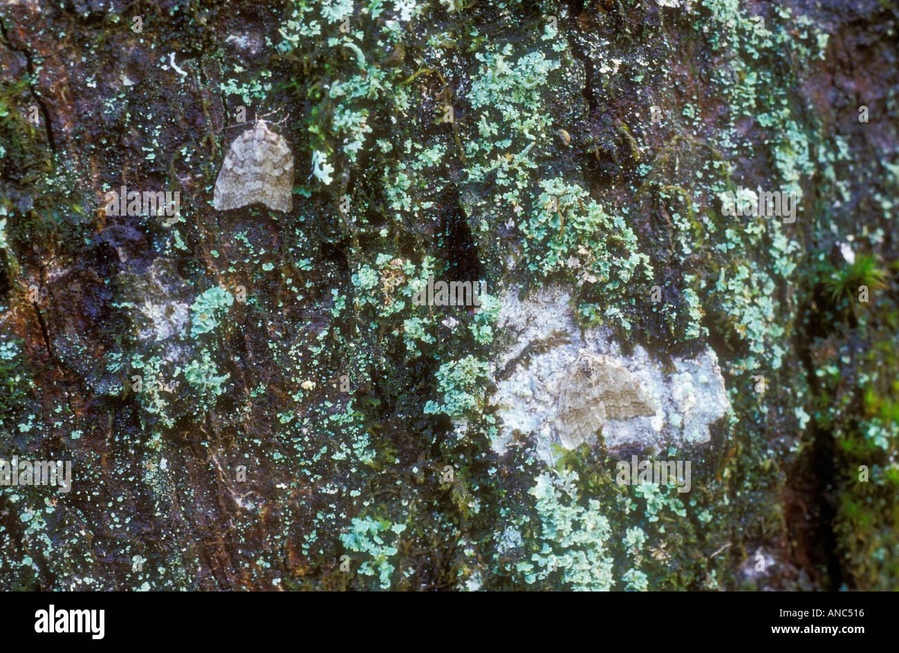 Two moths of the same species on bark covered with moss and lichens ...