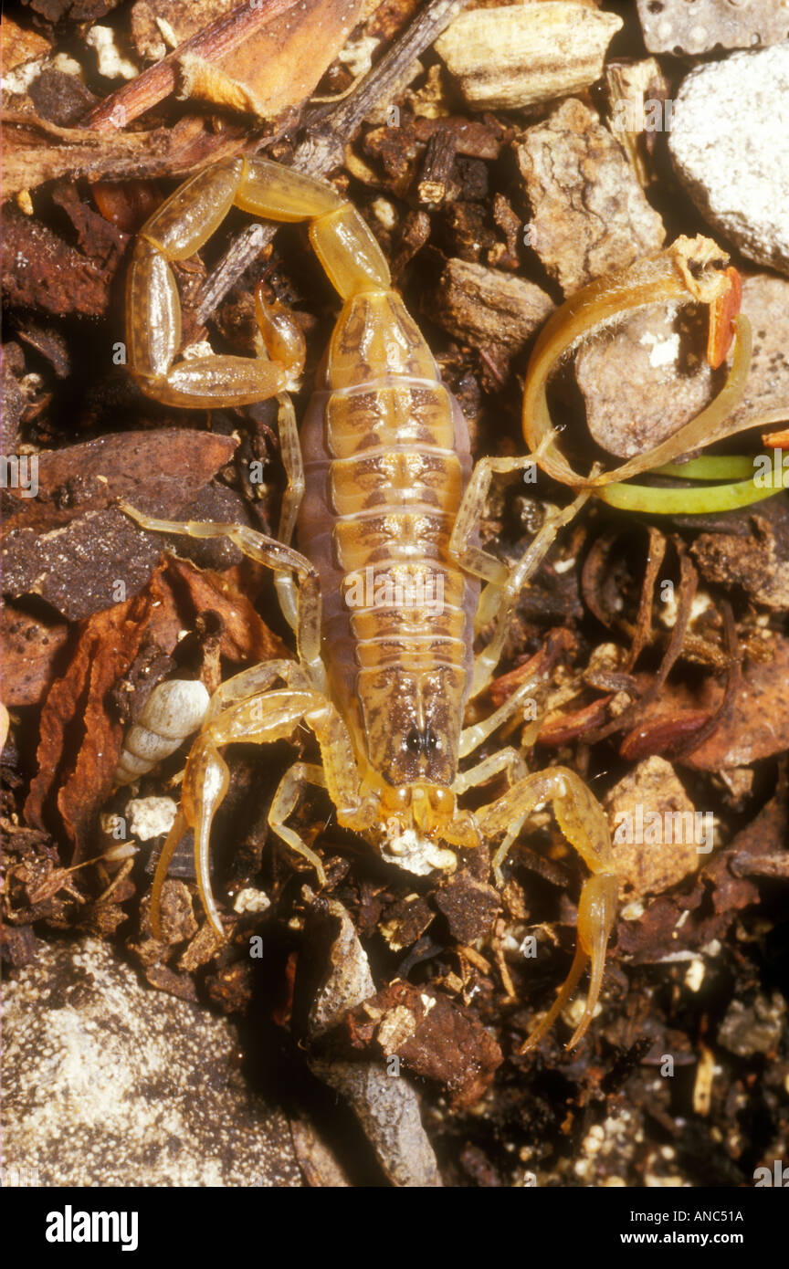 Scorpion Andros island Bahamas Stock Photo - Alamy