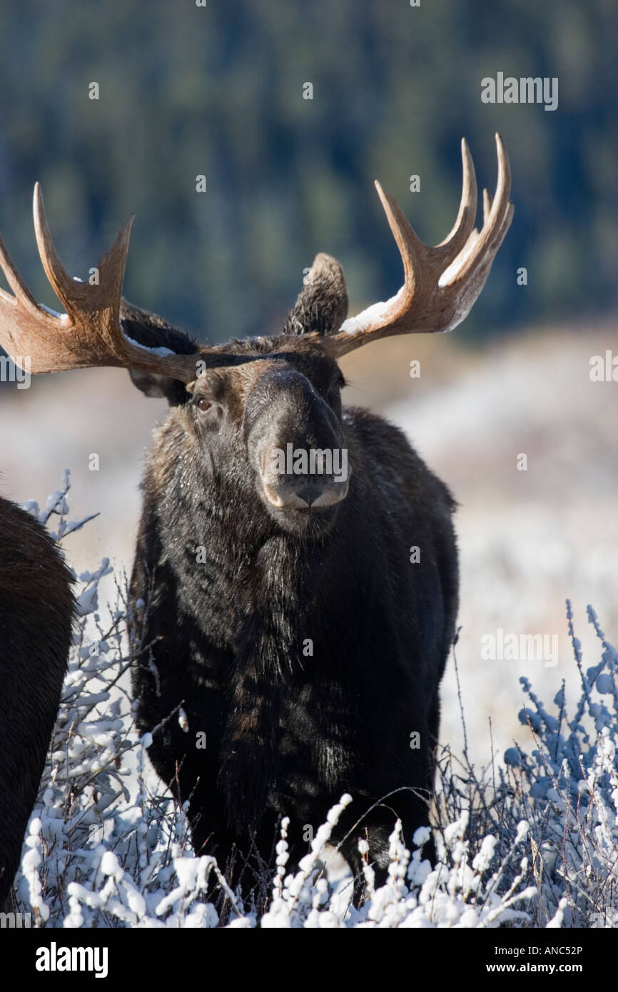 Moose international hi-res stock photography and images - Alamy