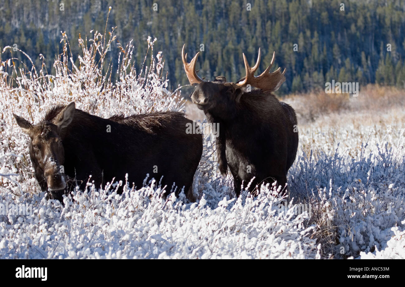Giant moose antlers hi-res stock photography and images - Alamy