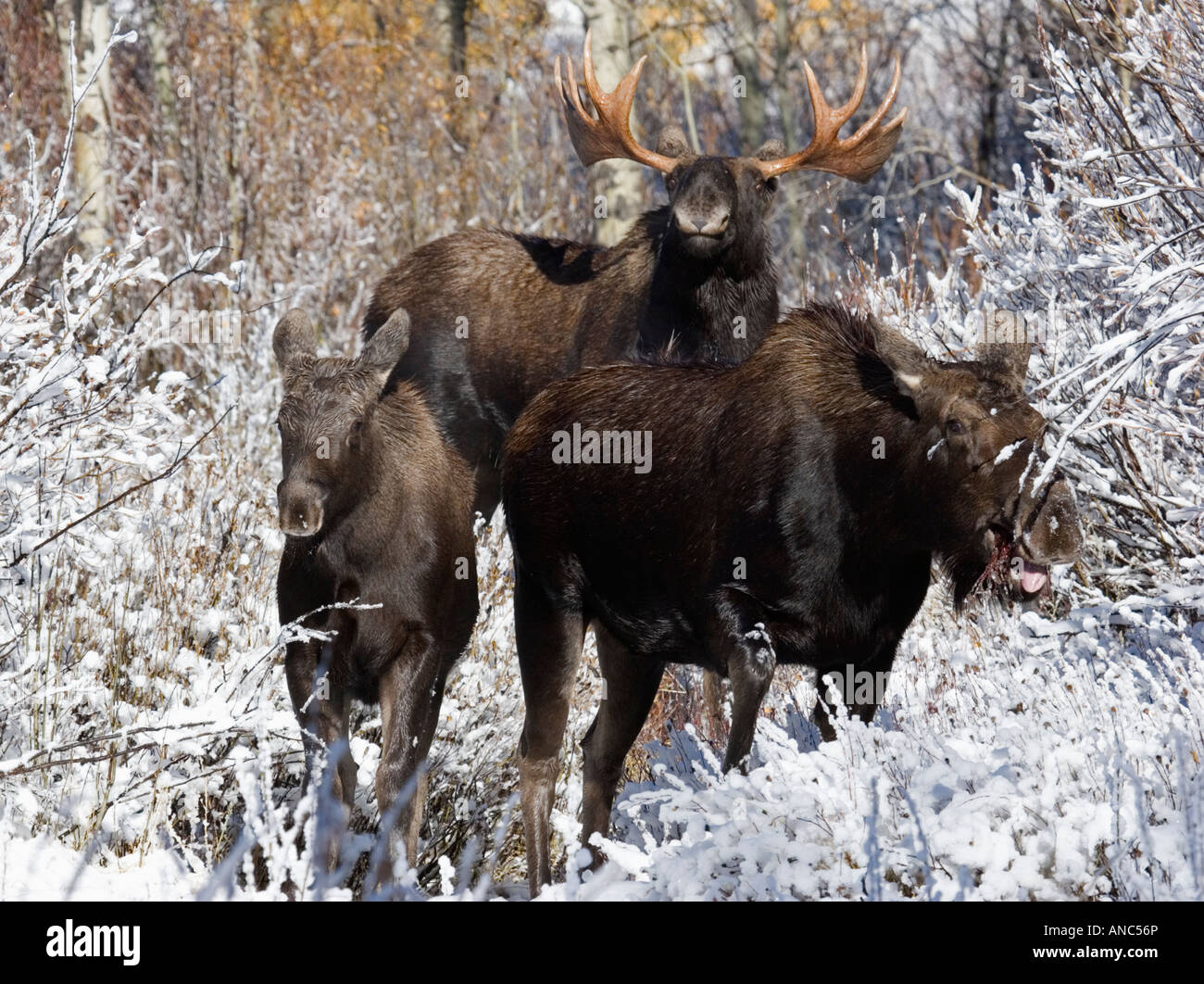 Giant moose antlers hi-res stock photography and images - Alamy