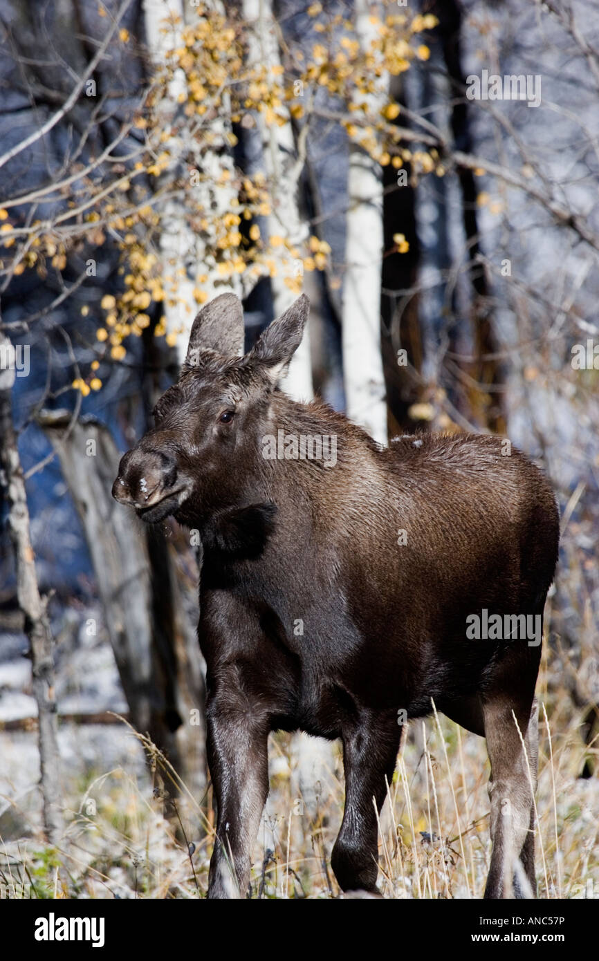 Giant moose antlers hi-res stock photography and images - Alamy