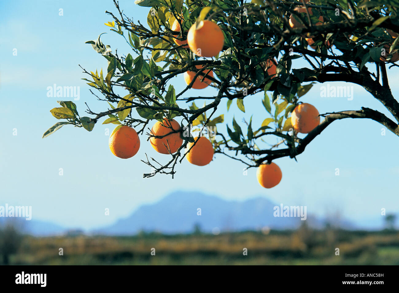 Mountain oranges hi-res stock photography and images - Alamy