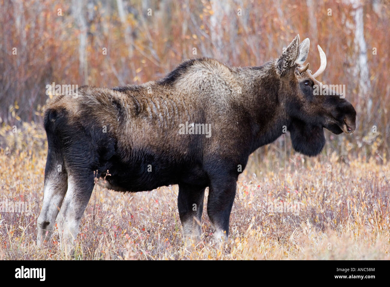 Giant moose antlers hi-res stock photography and images - Alamy