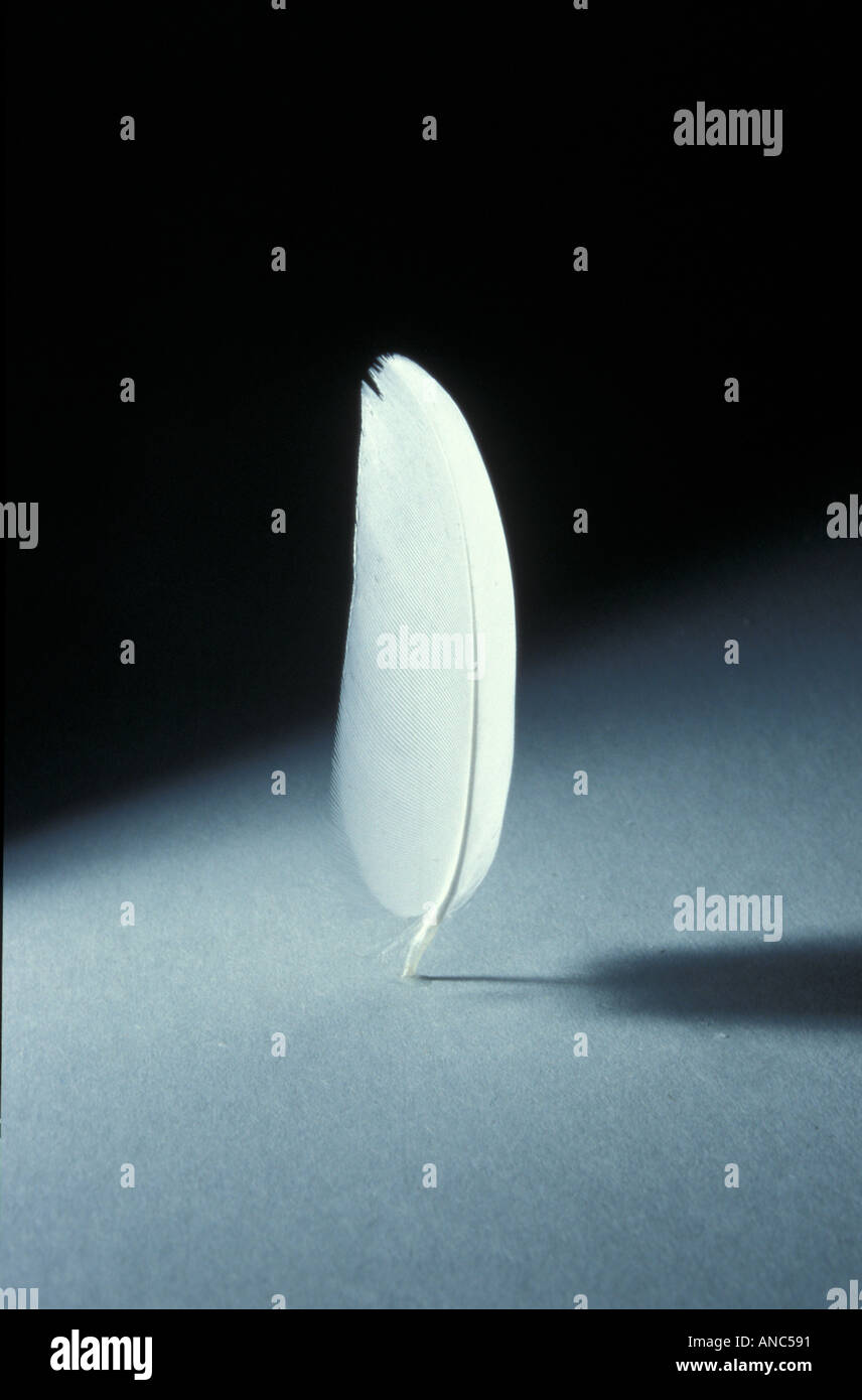 Pinion feather hi-res stock photography and images - Alamy