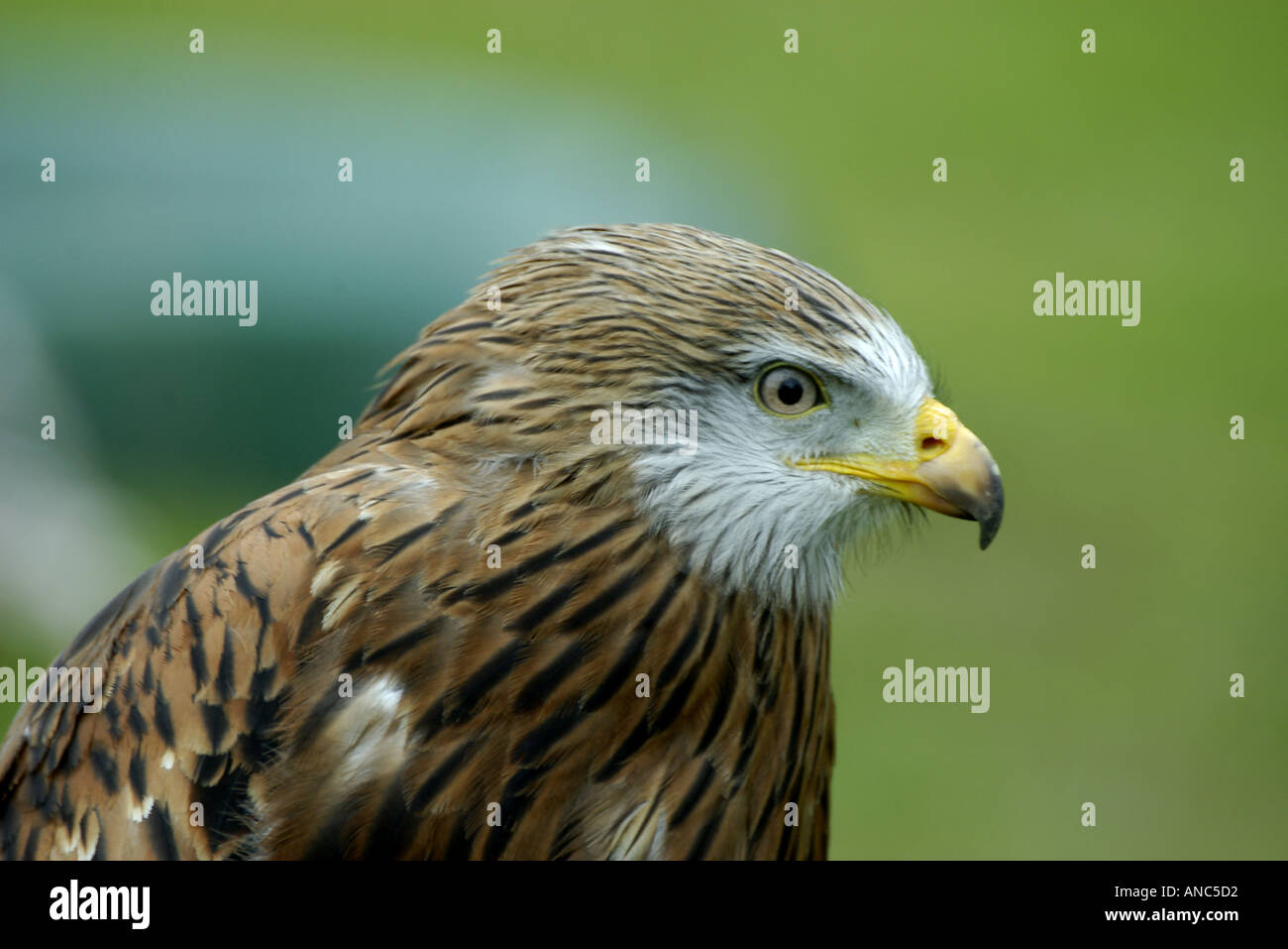 Landscape format red kite hi-res stock photography and images - Alamy