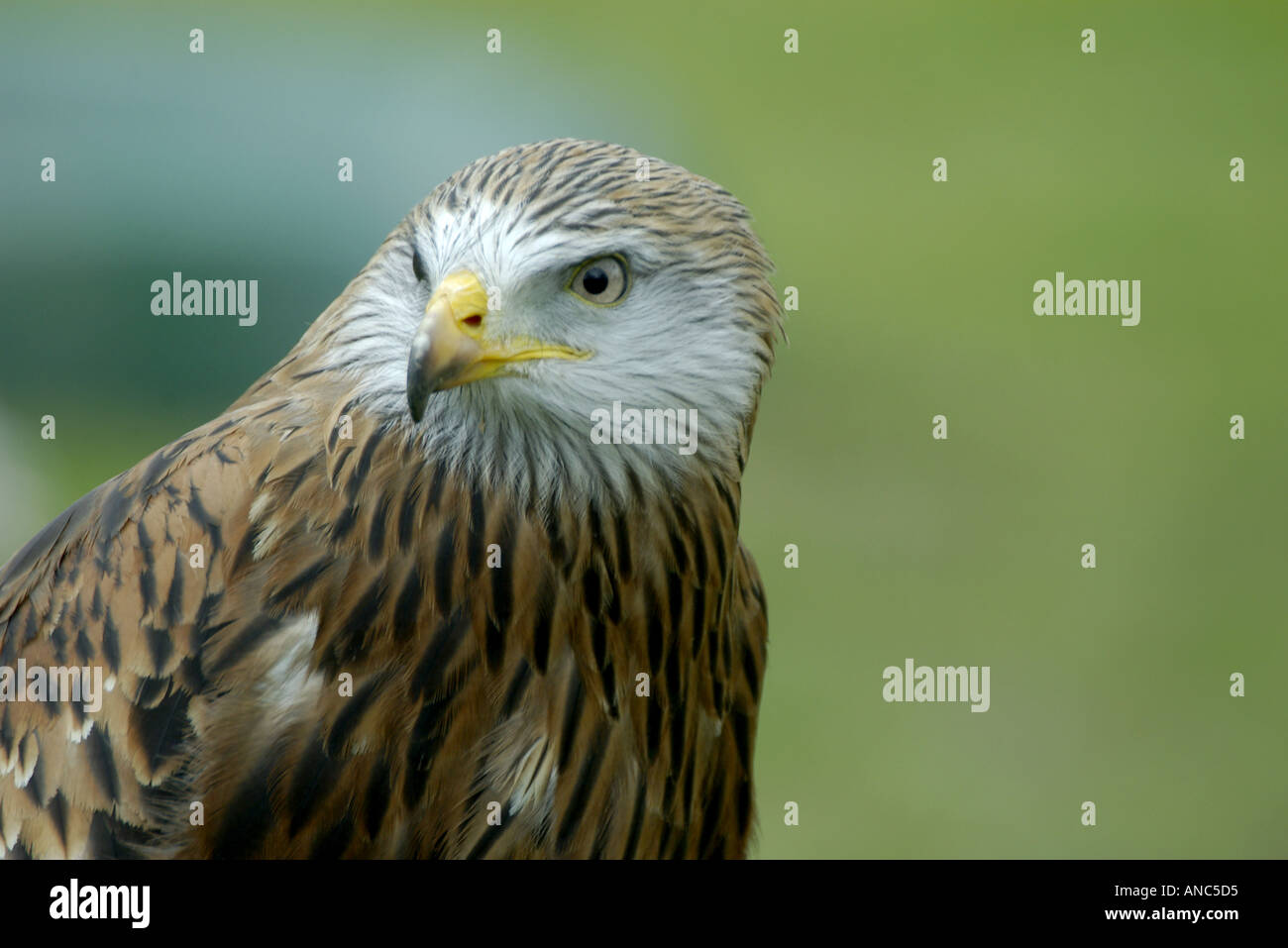 Landscape format red kite hi-res stock photography and images - Alamy