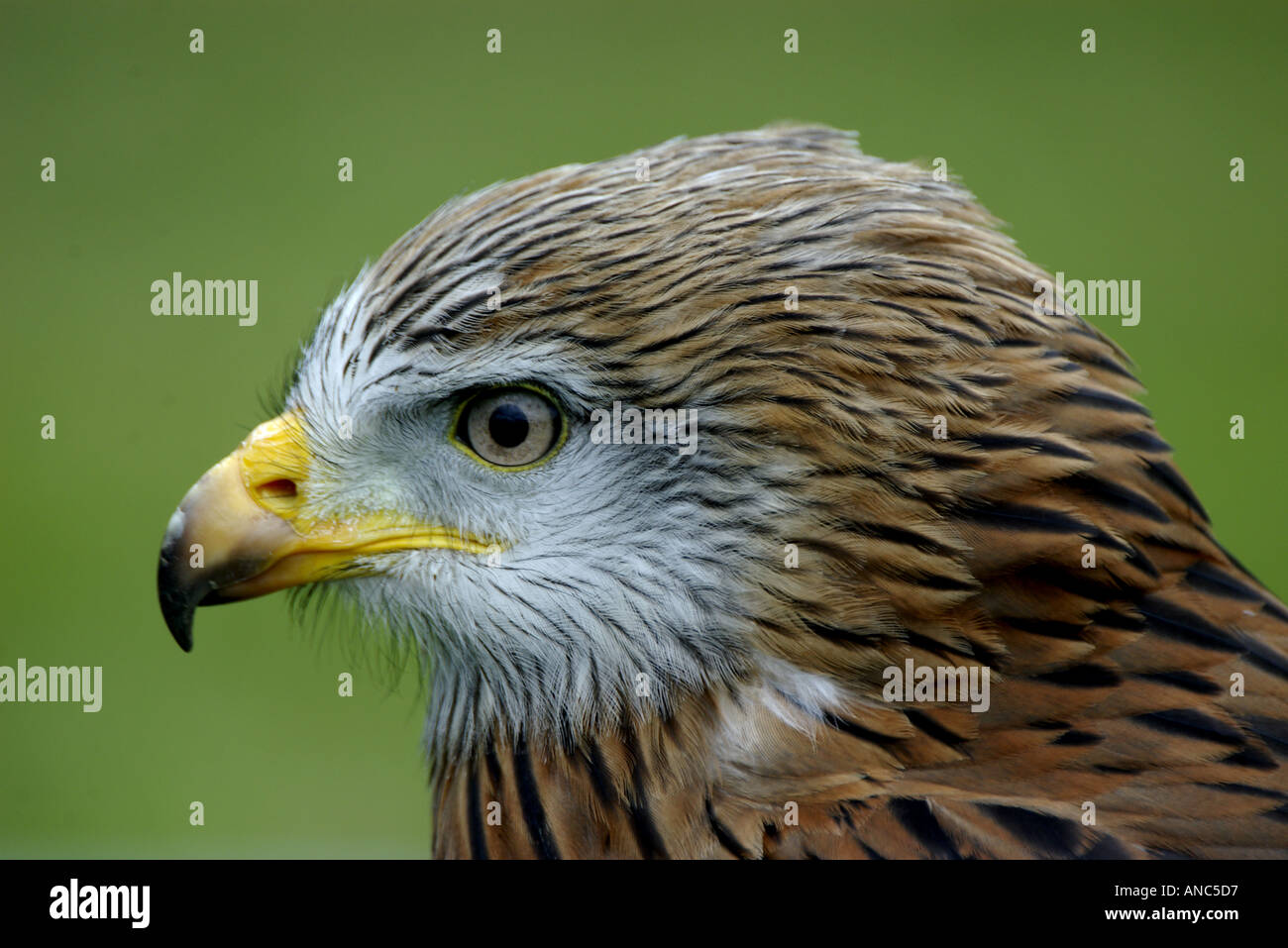 Landscape format red kite hi-res stock photography and images - Alamy