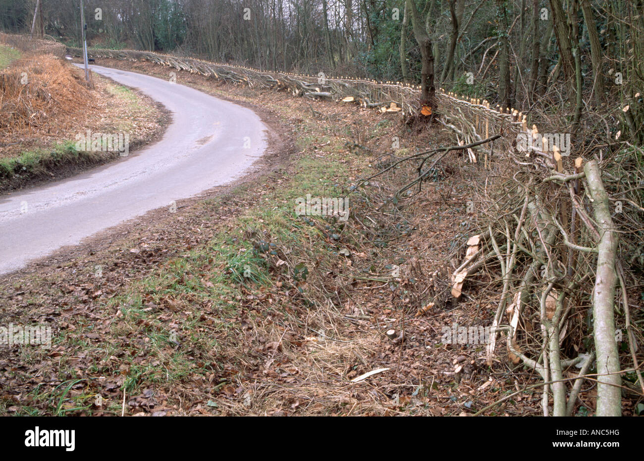 Country road through woodland with newly-coppiced hedge Stock Photo - Alamy