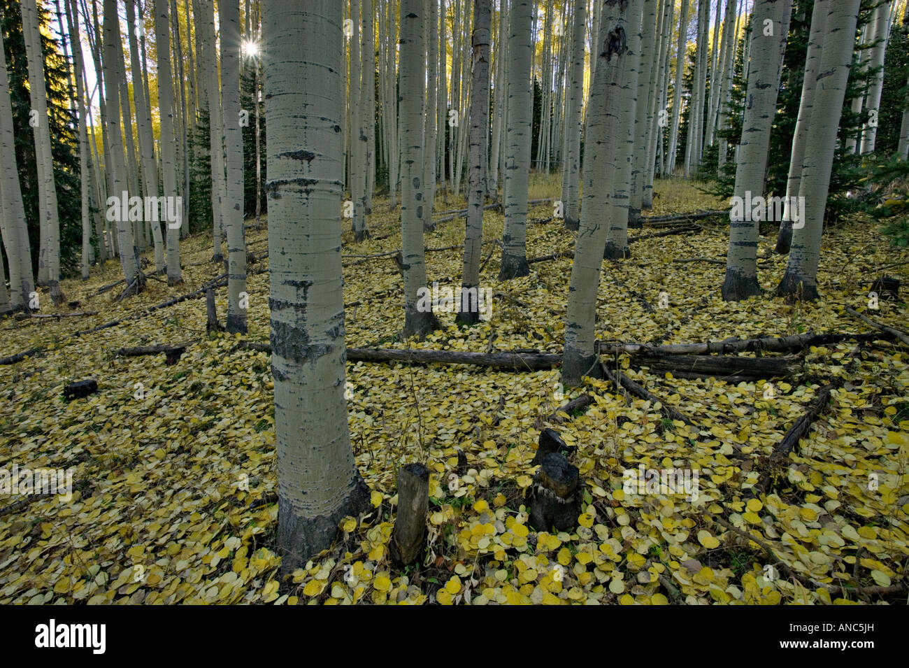 Aspen groove hi-res stock photography and images - Alamy