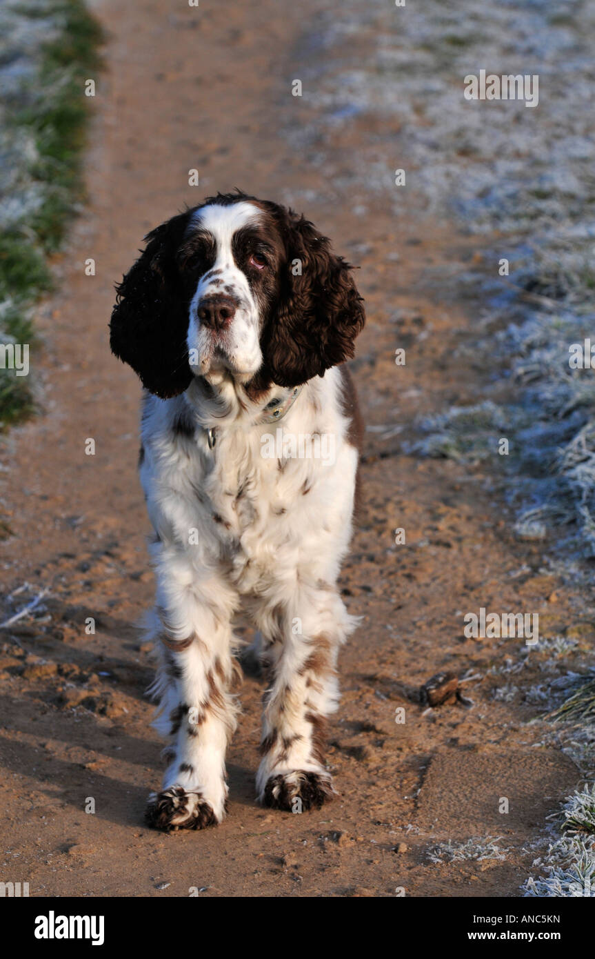 Posing springer spaniel hi-res stock photography and images - Alamy