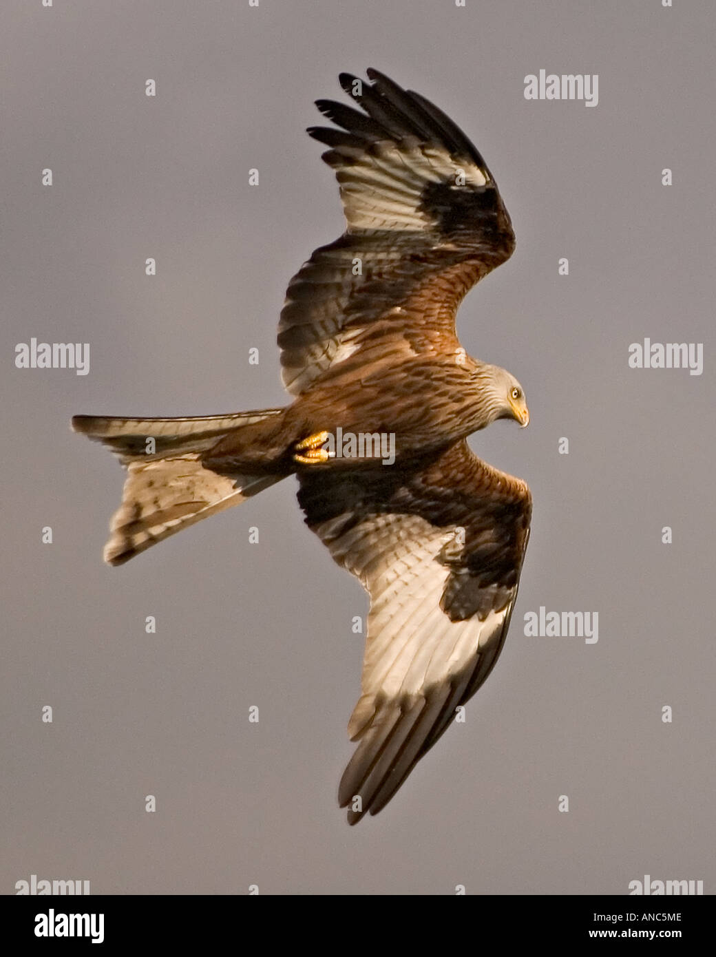 Red Kite in flight catching the sun on its underside Stock Photo - Alamy