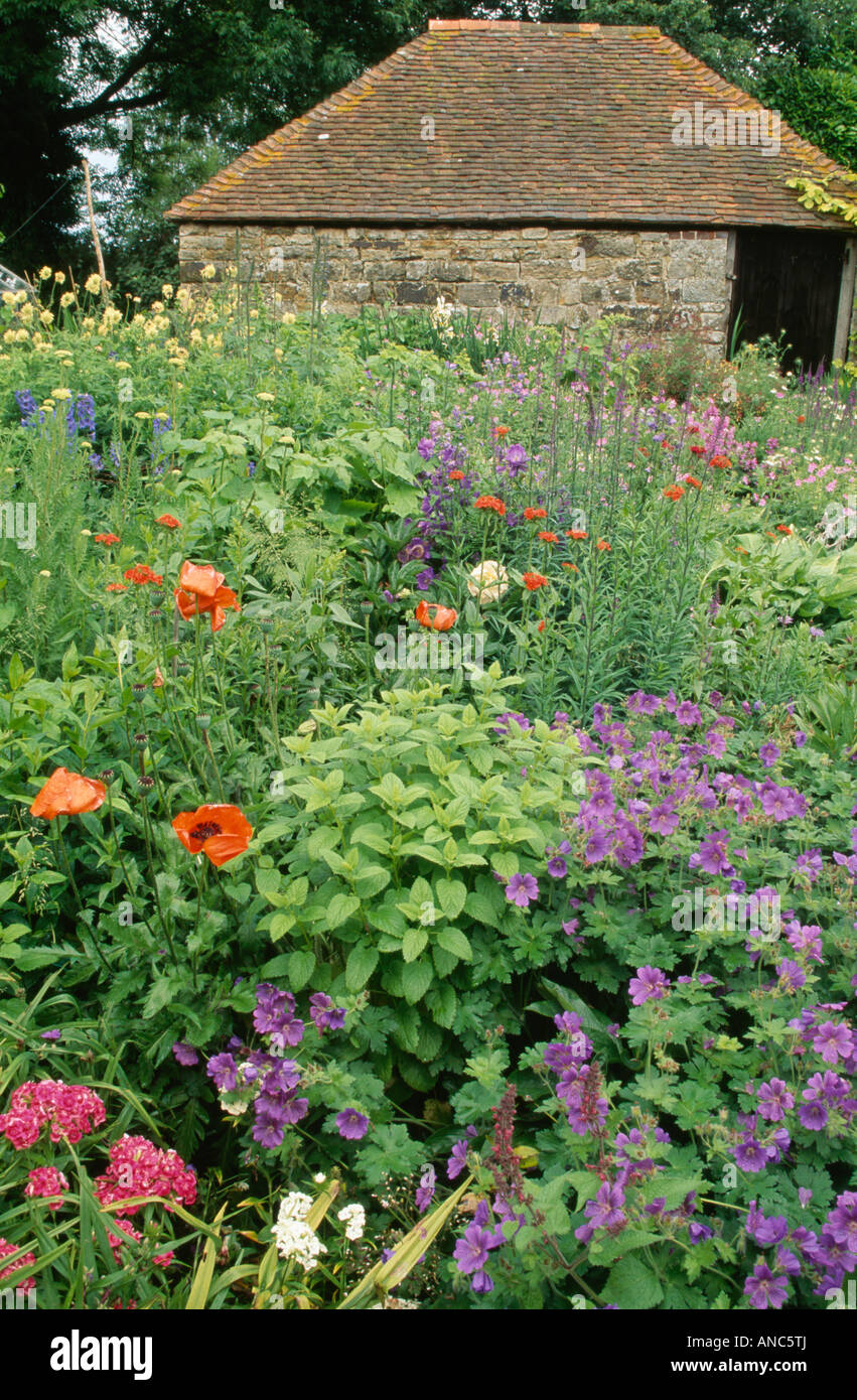 Blue geraniums and red poppies in summer garden border with stone shed ...