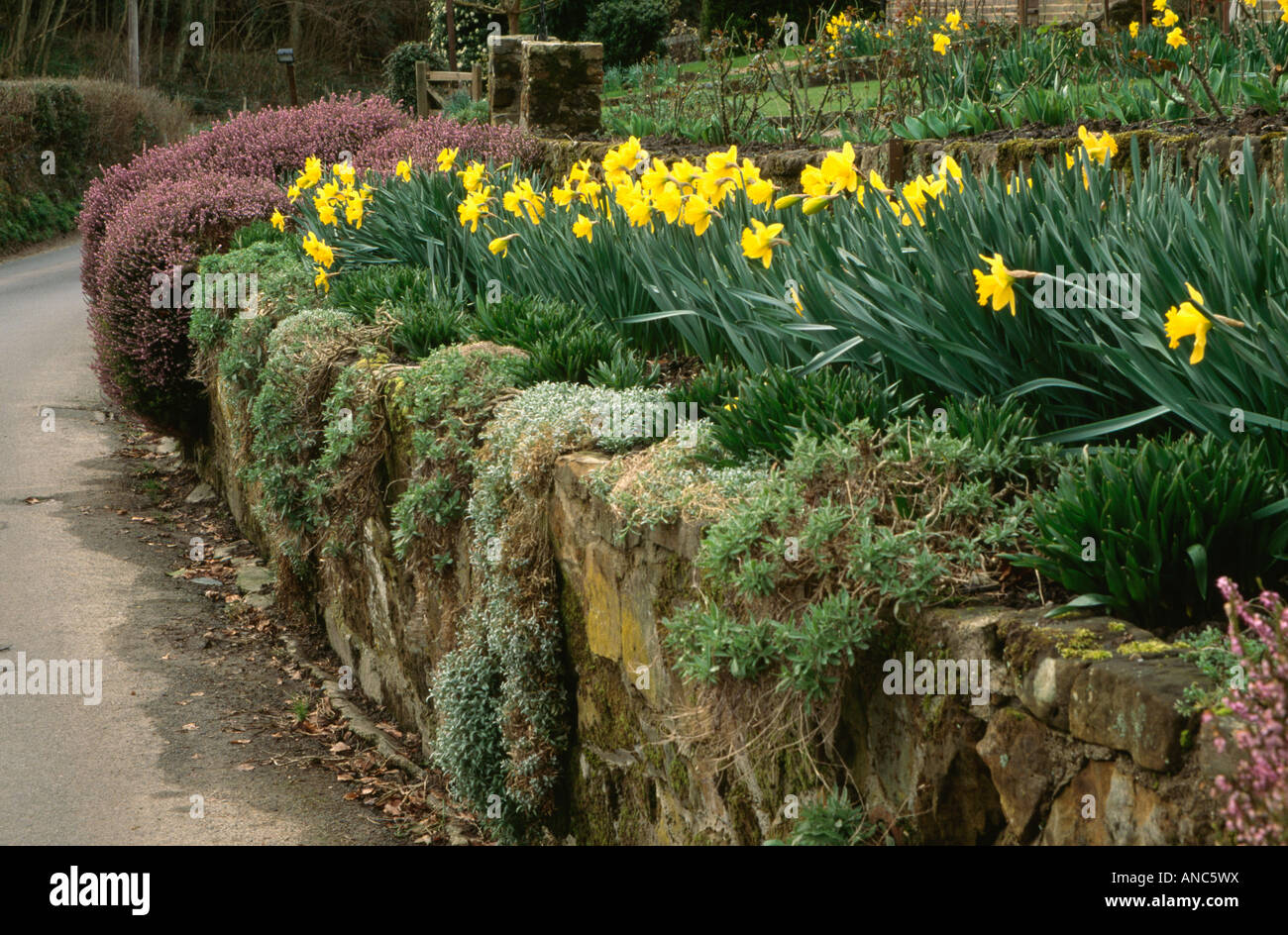 Yellow daffodils growing in raised spring border above mossy stone wall ...