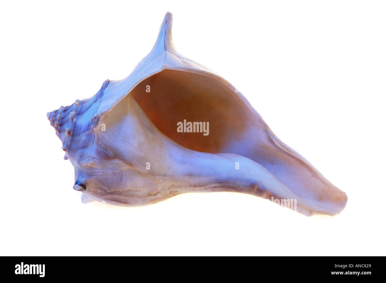 mussel snail shell snailshell Stock Photo - Alamy
